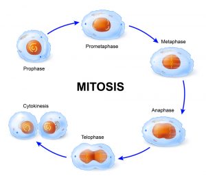 How Does Cell Division Work: A Step By Step Process - DoctorinBD.com
