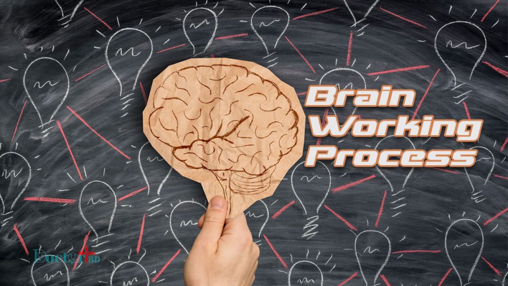 Working Process Of Human Brain - DoctorinBD.com